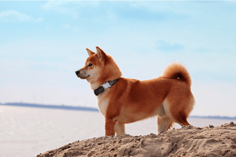When is a Shiba Inu Full Grown?