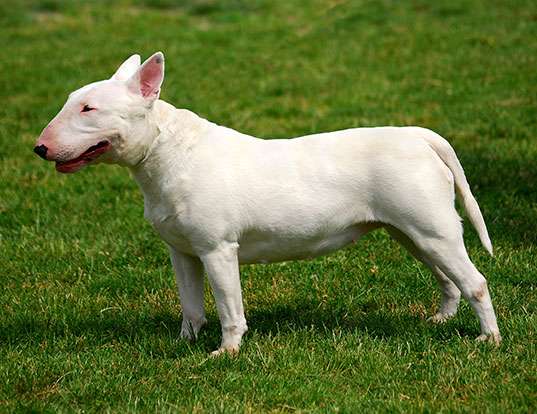 Bull Terrier Lifespan: How Long Do Bull Terriers Live?