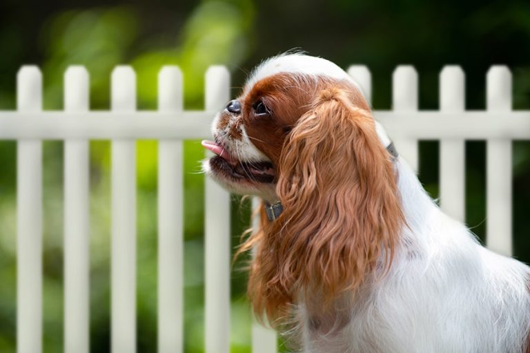 Cavalier King Charles Spaniel Lifespan: How Long Do King Charles ...