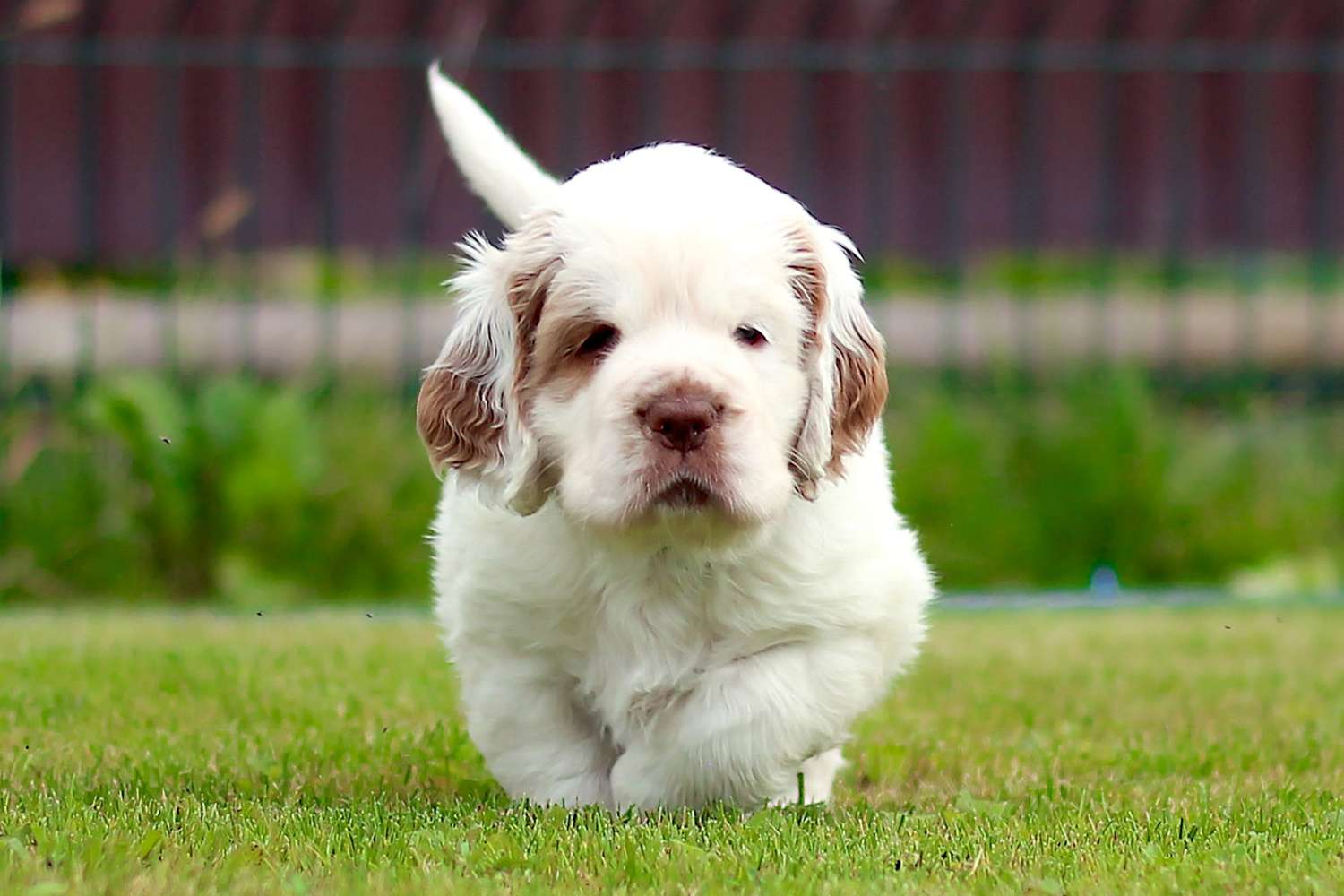 Clumber Spaniel Lifespan: How Long Do Clumber Spaniels Live?