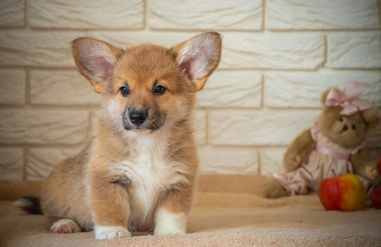 Corgi Lifespan: How Long Do Corgis Live?