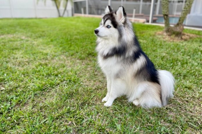Pomsky Lifespan: How Long Do Pomskies Live?