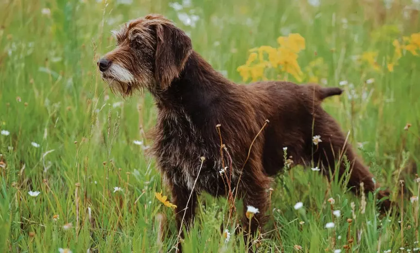 Pudelpointer Lifespan: How Long Do Pudelpointers Live?