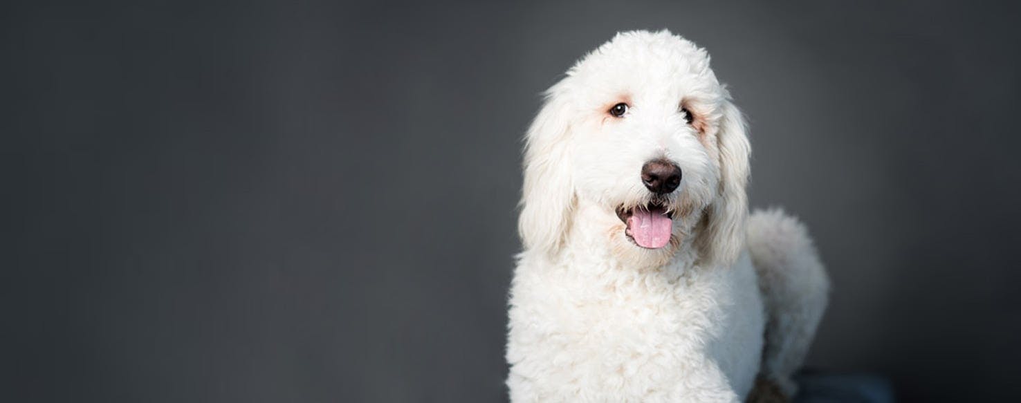 Sammypoo Dog Lifespan: How Long Do Sammypoo Dogs Live?