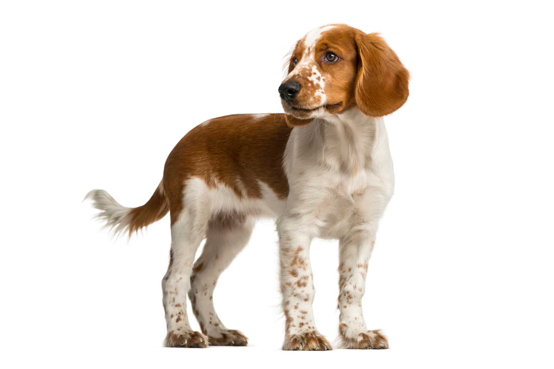 Welsh Springer Spaniel Lifespan